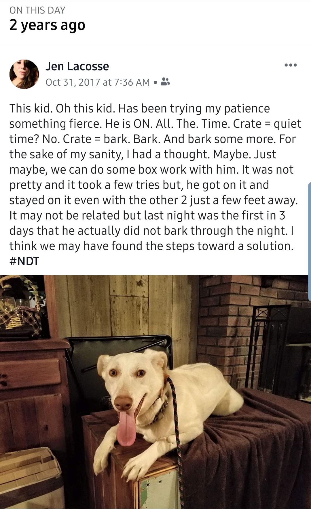 Learning From Loki – Lady & The Leash K9 Training